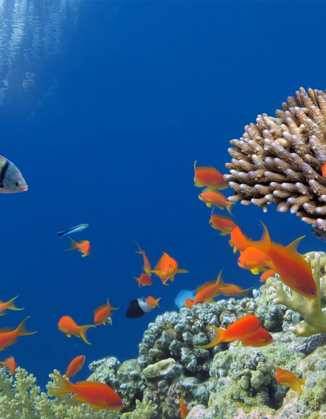 Cruzeiros para Ilhas Pitcairn: ofertas e reservas | Costa Cruzeiros